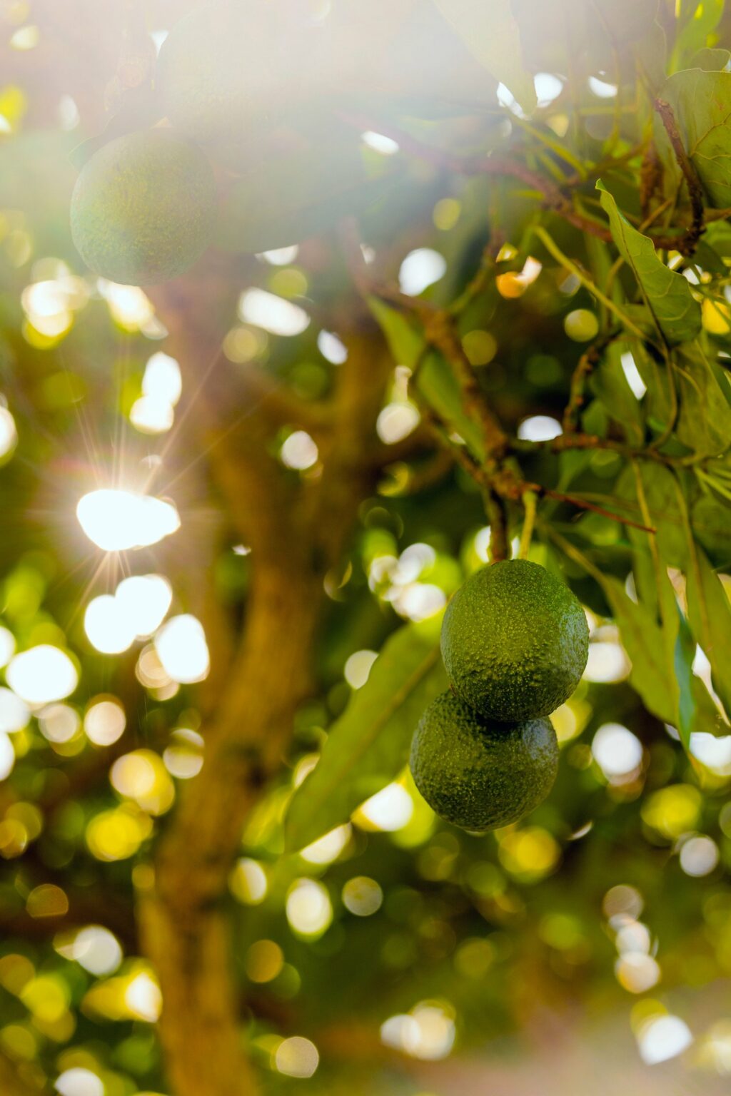 Merricks Partners with Cherry Creek Estate — Merricks Capital