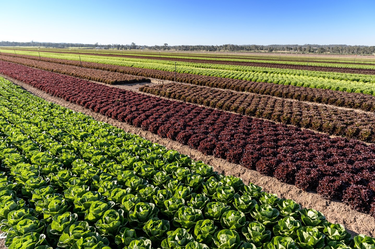 Large-scale horticulture development — Merricks Capital