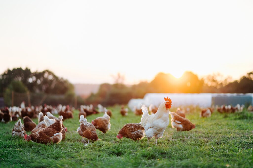 Sunny Side Up: Farm Pride Foods — Merricks Capital